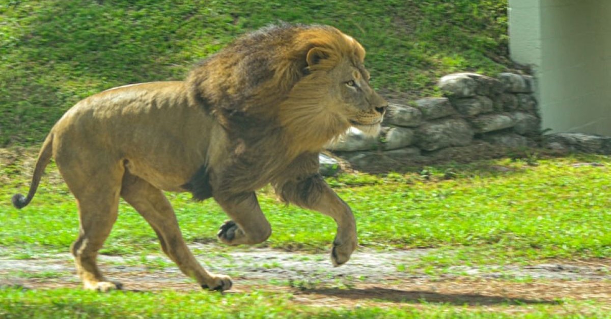 Billionaire Larry Ellison Buys Lion Country Safari For $30 Million ...